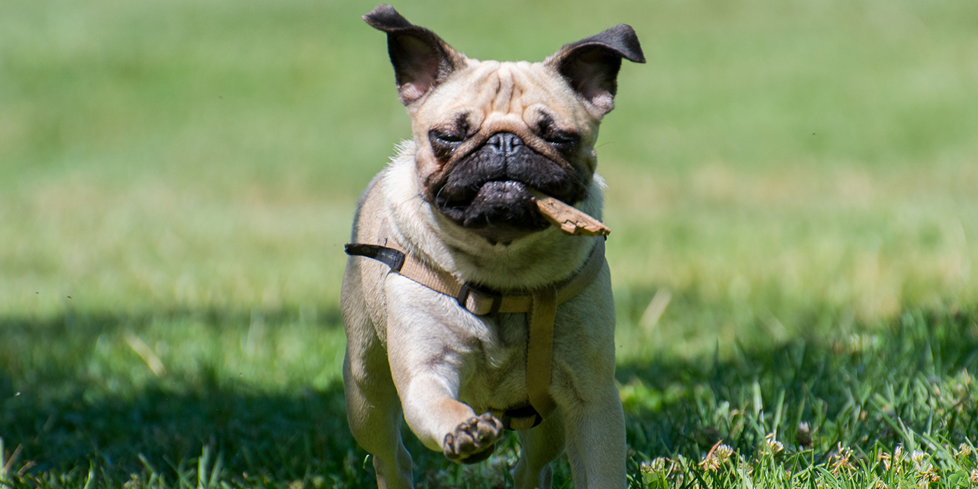 Pug extendでblockを「書き換え」ではなく「追加」する方法 | KUBO Design Blog